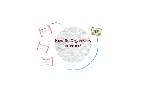 Interactions between organisms by Maddison Higgs on Prezi