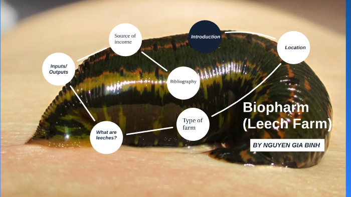 Leech farm I&S by giabinh nguyen on Prezi