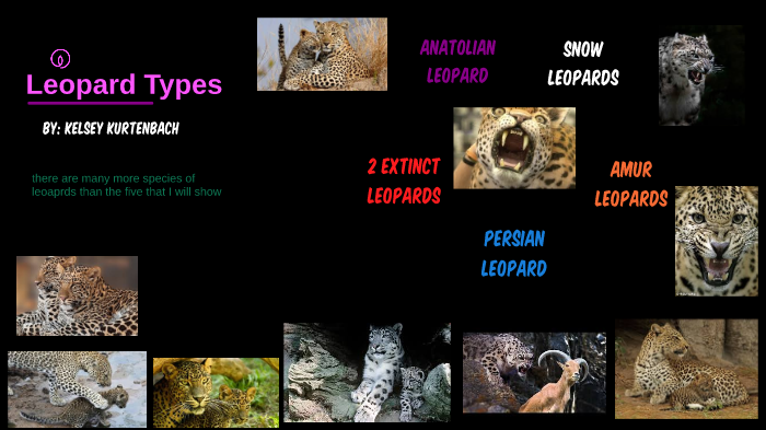 Leopard Types by Kelsey Kurtenbach on Prezi