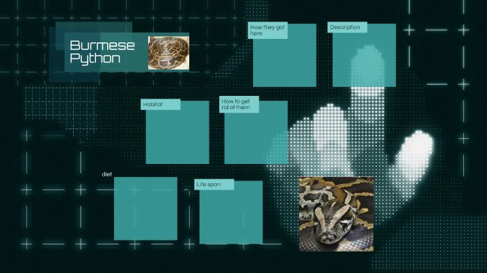 Burmese Python by owen burchell on Prezi