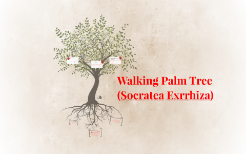 Walking Palm Tree (Socratea Exrrhiza) by ethan mc on Prezi