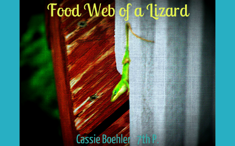 Lizard Food Web by Cassie Boehler on Prezi