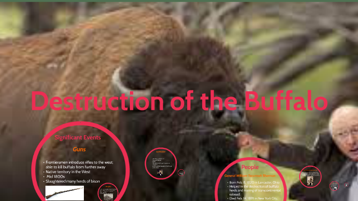 Destruction of the Buffalo by Garrison Moore on Prezi