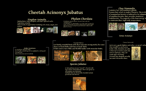 Cheetah Taxonomy by Kevin Marcelli