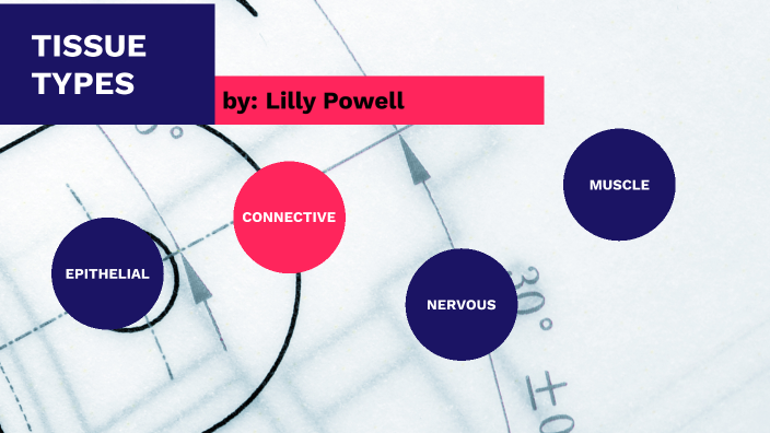 TYPES OF TISSUE -LILLY POWELL by Lilly Powell on Prezi
