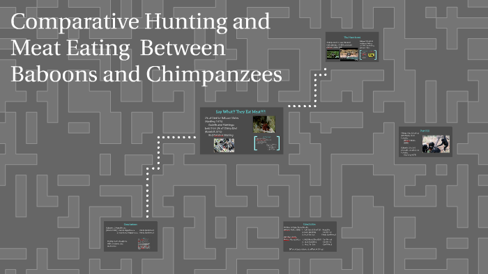 Hunting and Meat Eating Comparison Between Baboons and Chimp by Taylor ...