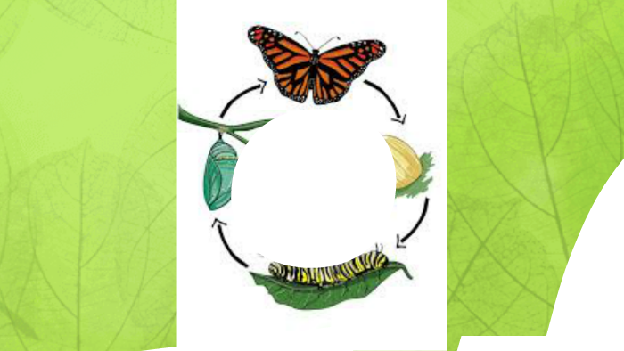 Life Cycle of the Monarch Butterfly by Sarah Brown on Prezi