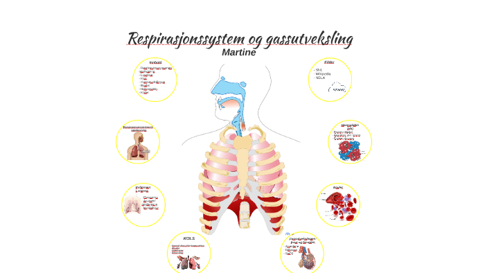 Respirasjonssystem og gassutveksling by Martine Sørlie on Prezi