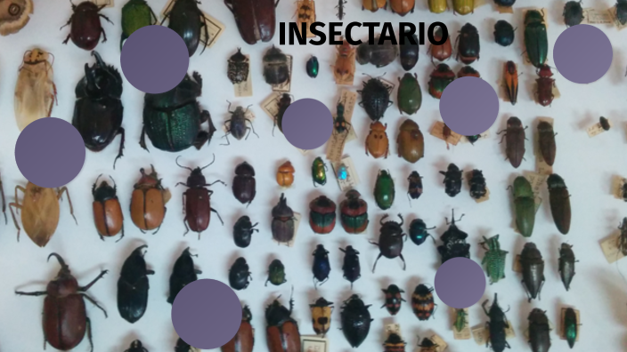 insectario by Lucía Lobato Martín on Prezi