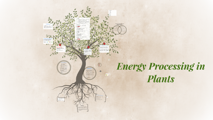 Energy Processing in Plants by Jamileth Castro on Prezi
