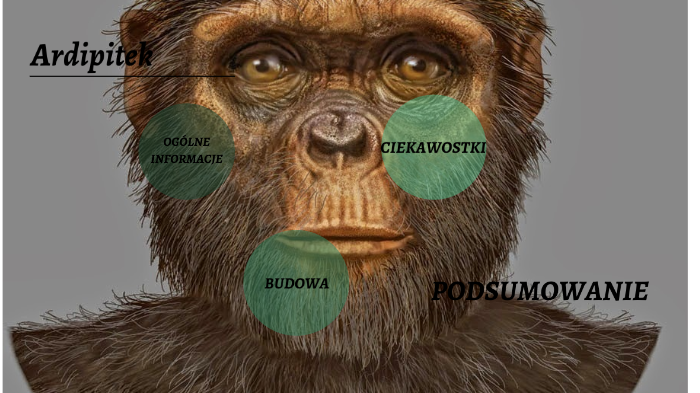 Ardipitek by Julia Las on Prezi