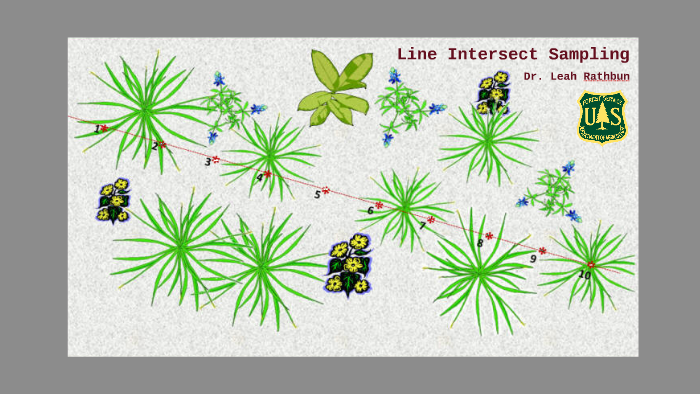 Line Intercept Sampling by Leah Rathbun on Prezi