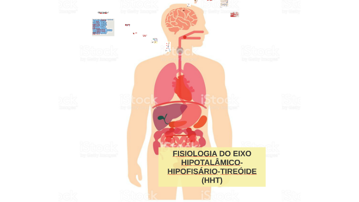 Fisiologia do Eixo Hipotalâmico-Hipofisário-Tireóide (HHT) by julia alonso on Prezi