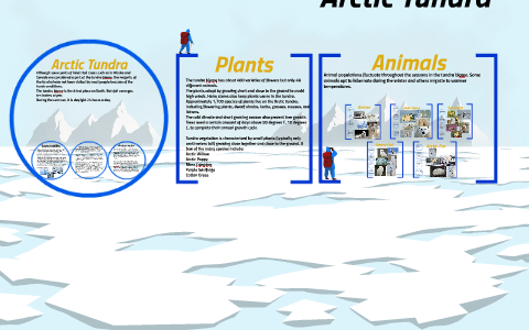 Arctic Tundra by Georgia Bacon on Prezi
