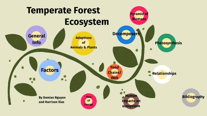 Temperate Forest Ecosystem by Damian Nguyen on Prezi