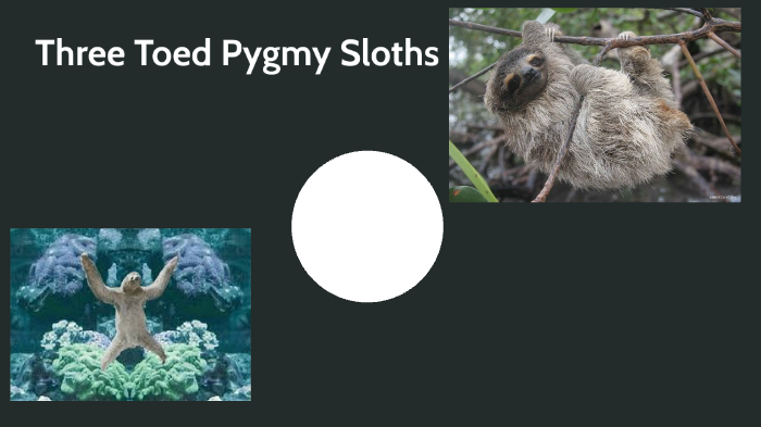 Three Toed Pygmy Sloths by megan doty on Prezi