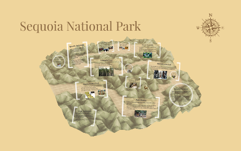 Sequoia National Park by Anna DeVeaux