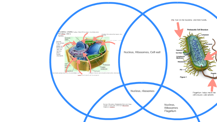 Cell Membrane: semipermeable membrane that surrounds the cel by Andrew ...