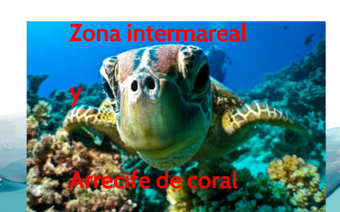 Zonas intermareal y Arrecife de coral by Cassey Pardo on Prezi