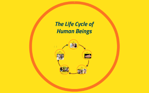 The Life Cycle of Human Beings by Cassandra Krawczyk on Prezi