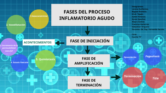 Fases del proceso de la Inflamación agudo. by Erick Tepan on Prezi
