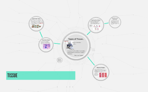 Types of tissue by Maria Buskey on Prezi