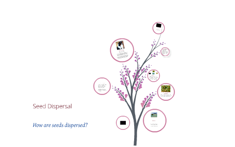 Seed Dispersal lesson for 4th grade by Nikki Shifter on Prezi