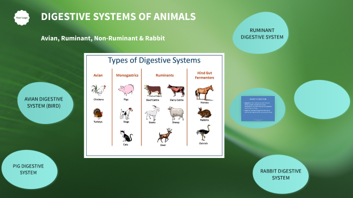 Digestive Systems of Animals for Presentation on TV by Derek Ramdatt on ...