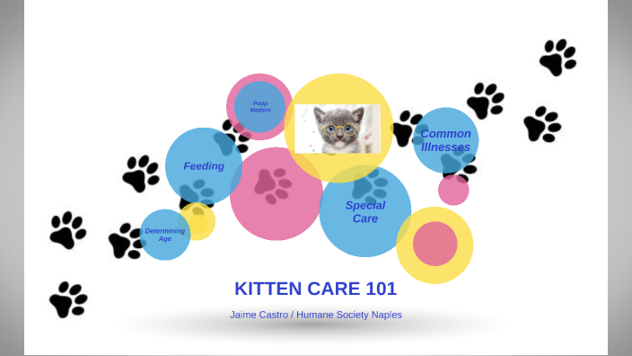 Kitten Care 101 by Jaime Castro on Prezi