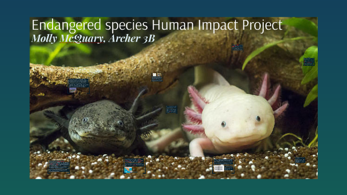 Endangered species Human Impact Project by Penny Mace on Prezi