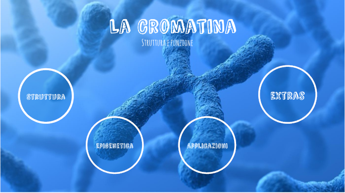 La Cromatina by La Cromatina on Prezi