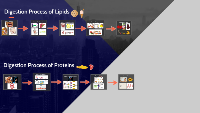 Digestion Process of Lipids by ally anand on Prezi