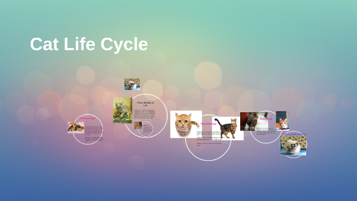 Cat Life Cycle by Heather T on Prezi