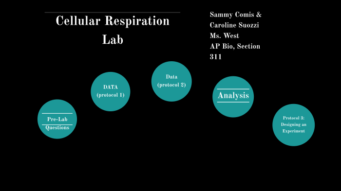 Cellular Respiration Lab Ap Biology