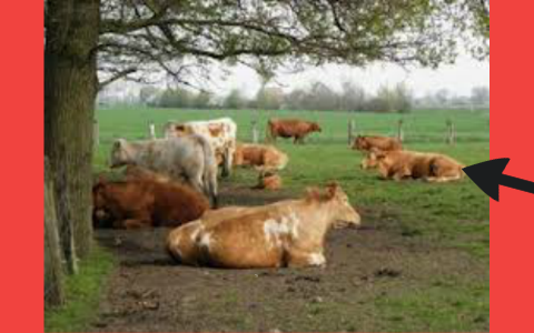 1.5 billion cows in the world by harry tp on Prezi