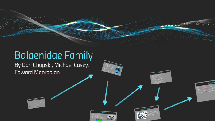 Balaenidae Family by Dan Chapski on Prezi