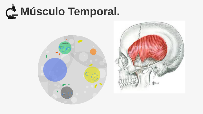 Anatomía Del Músculo Temporal