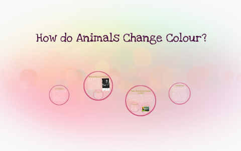 How do Animals Change Colour? by lauren baird on Prezi