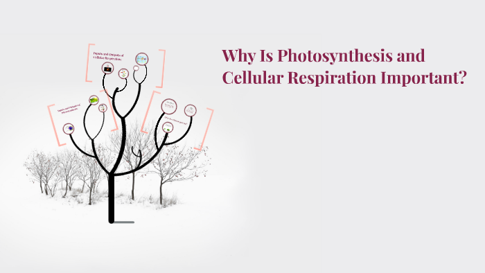 Why Is Photosynthesis and Cellular Respiration Important? by Leah Titus ...