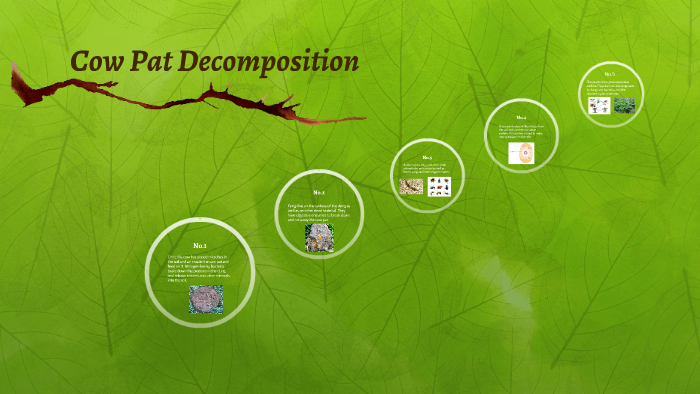 Cow Pat Decomposition by Dominic Rogers on Prezi
