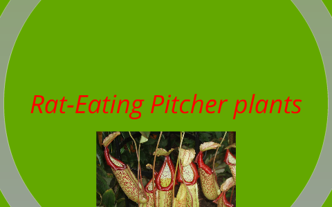 Rat-Eating Pitcher Plant by Keenan Allen on Prezi