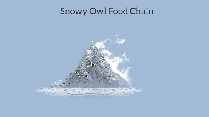 Snowy Owl Food Chain By Shereese P On Prezi