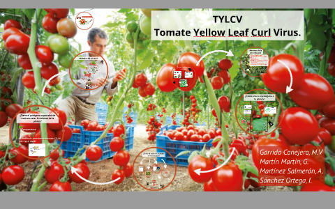 TYLCV:Tomate Yellow Leaf Curl Virus. by Alicia Martinez on Prezi