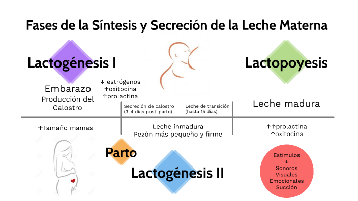 LACTANCIA by Eva Mangado Mier on Prezi