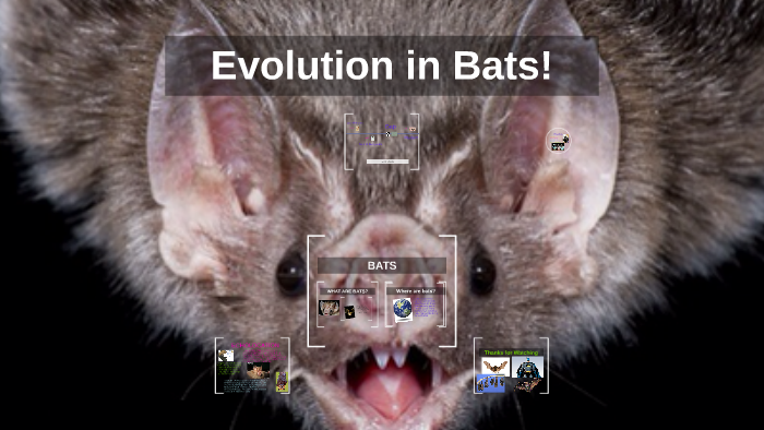 Evolution in Bats! by Isabella Robinson on Prezi