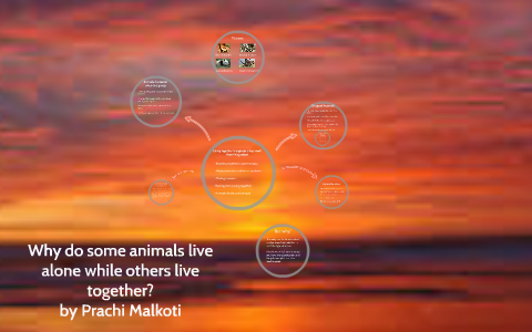 Why do some animals live alone while others live together? by Prachi ...