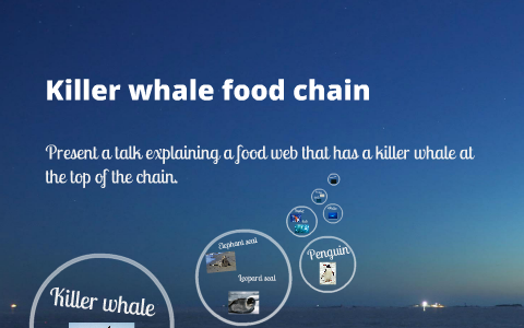Killer whale food chain by Alex Jones on Prezi