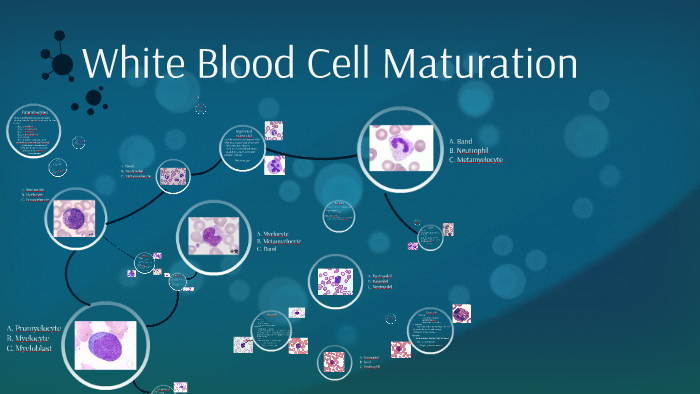 White Blood Cell Maturation by sabena totaram on Prezi