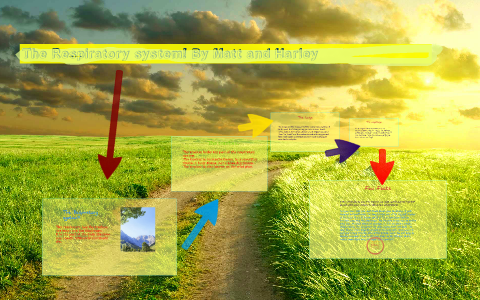 The Respitatory system by Matthew Schweigert on Prezi