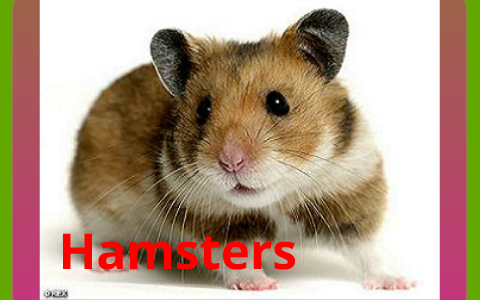 Hamsters by Cassie Barone on Prezi